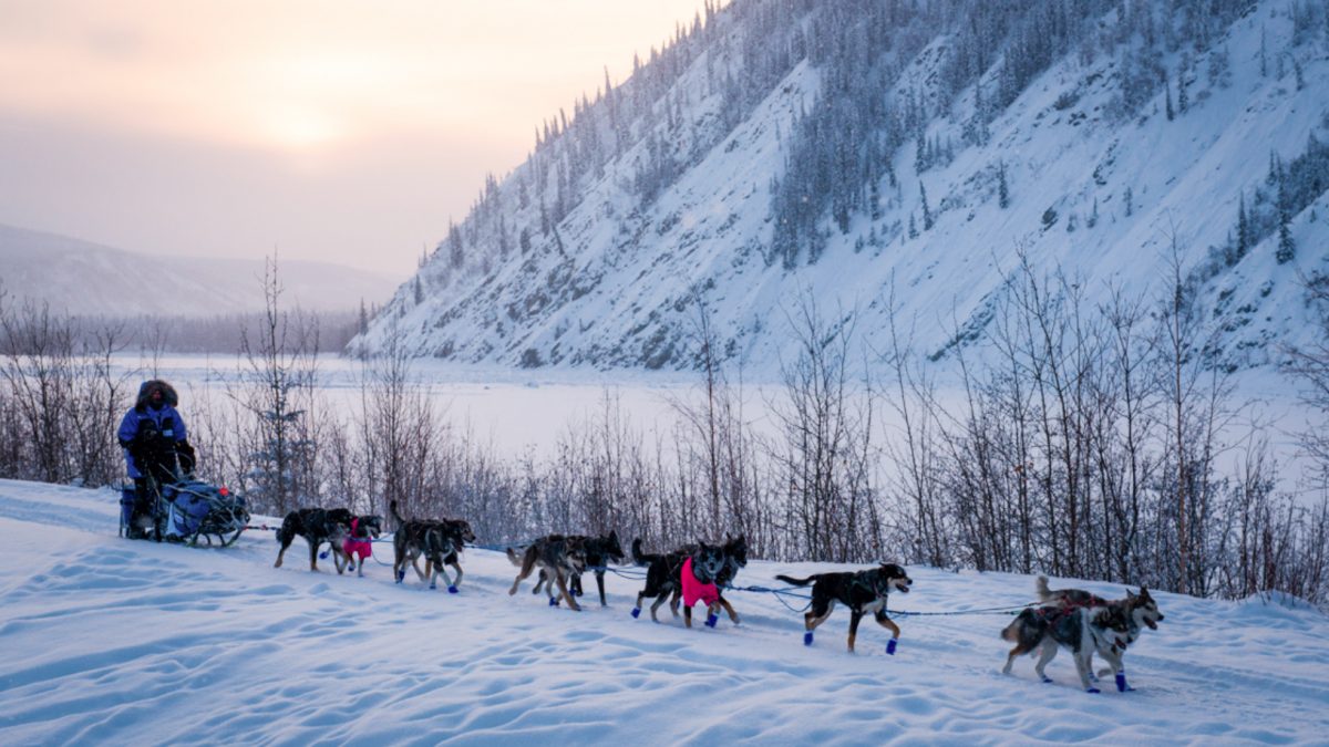Have northerners been breeding the wrong type of sled dog?