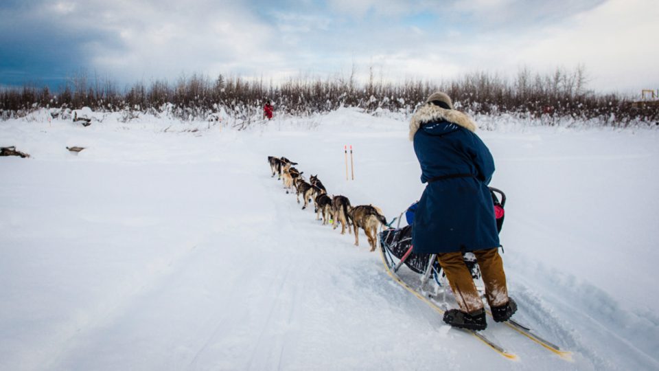 Have northerners been breeding the wrong type of sled dog?
