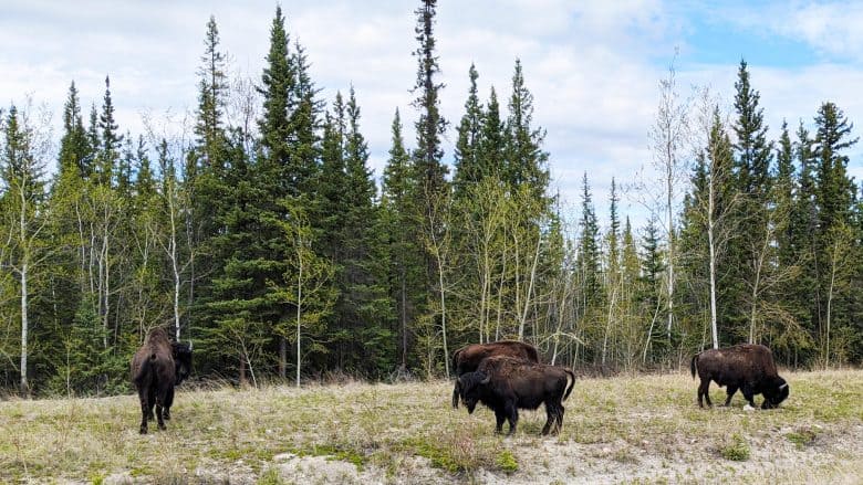 Northwest Territories’ first wood bison season since 2012 ends