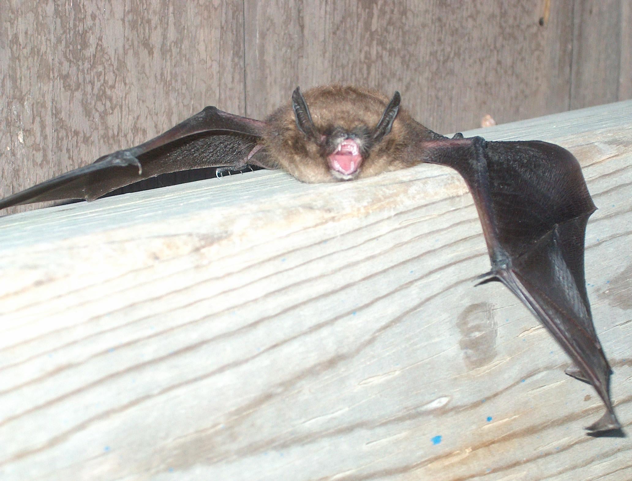 White-nose syndrome, deadly to bats, reaches NWT for first time