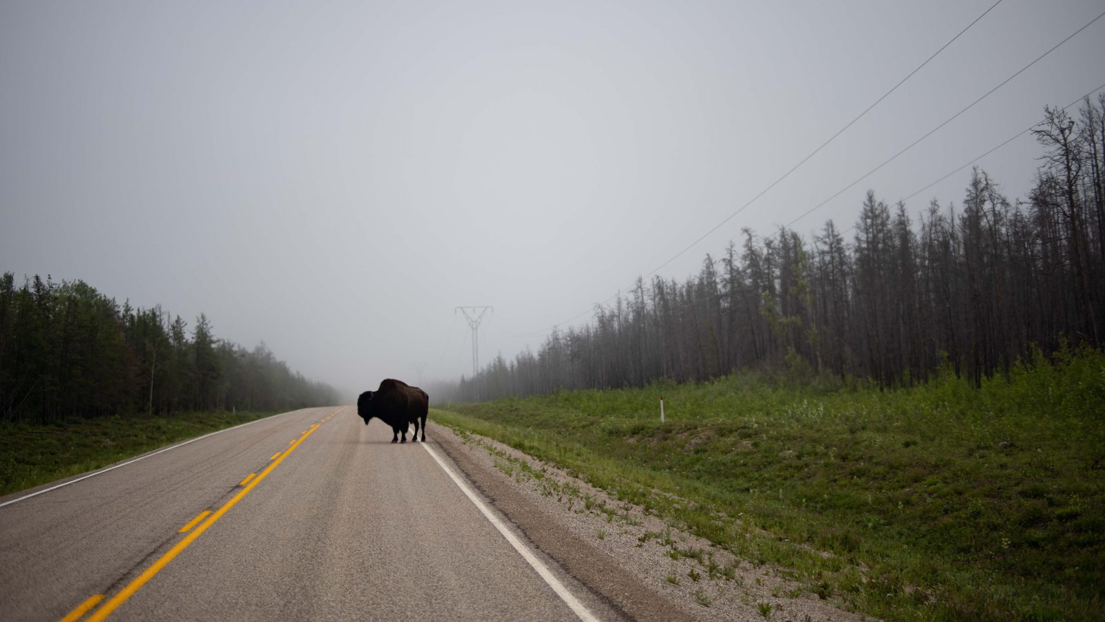 Watch for bison collaring on Highway 5 this week