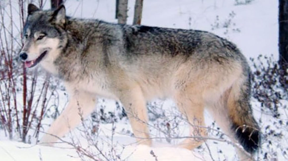 NWT increases cost of hunting licences and tags