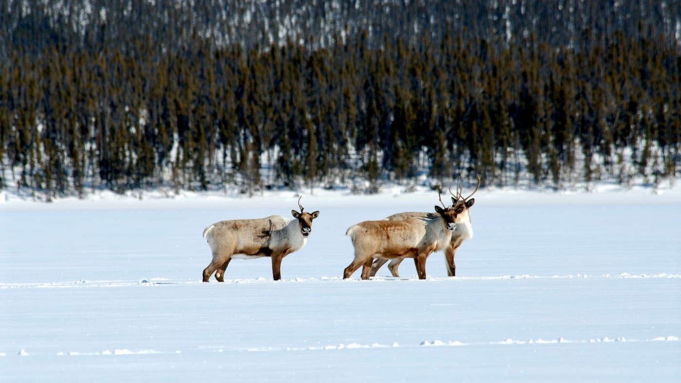 NWT asks for feedback on boreal caribou range plan