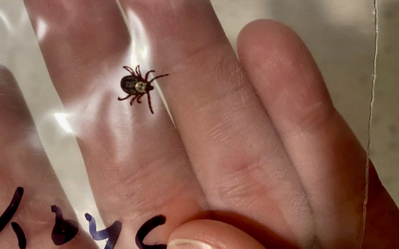 Tick monitoring app opens to NWT residents