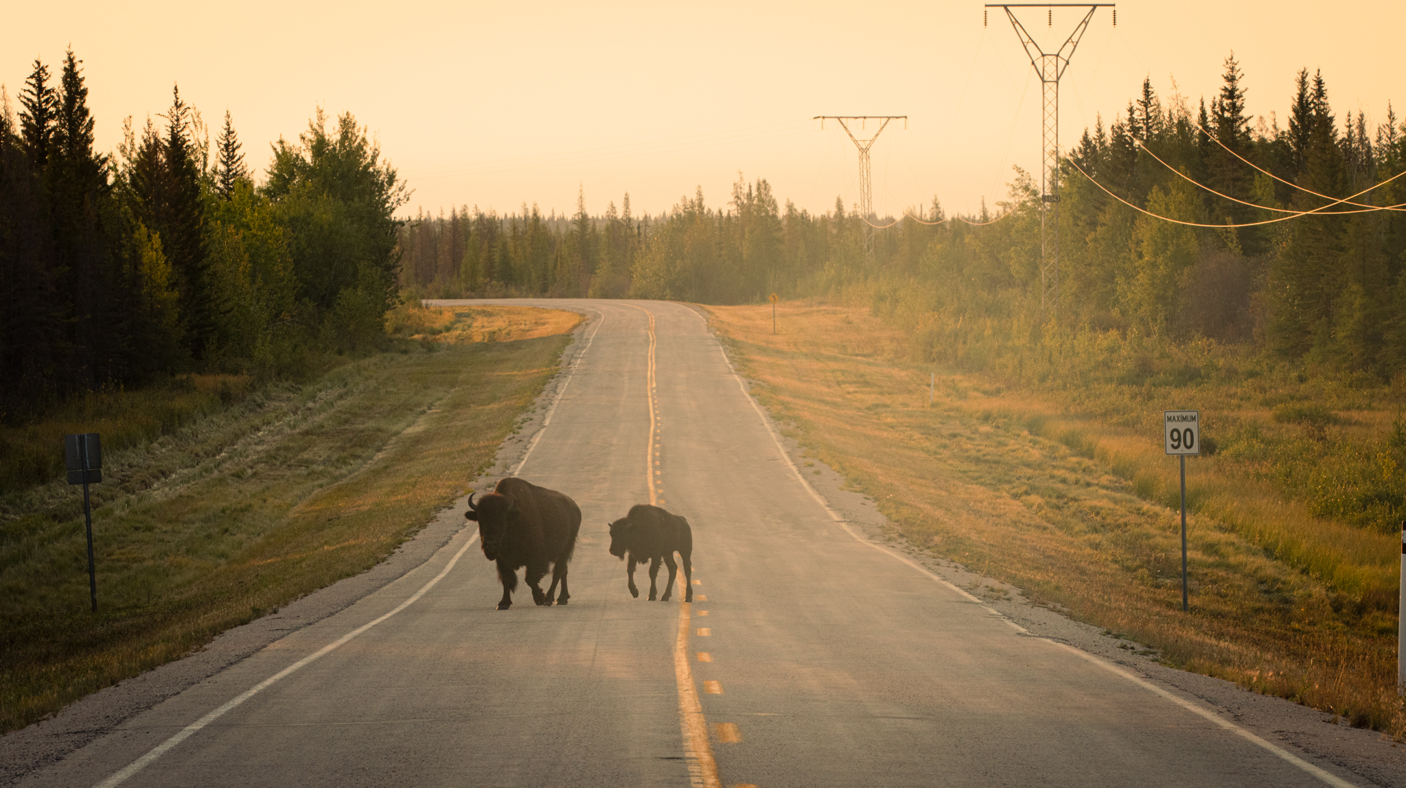 Wood Buffalo National Park awaits latest Unesco verdict