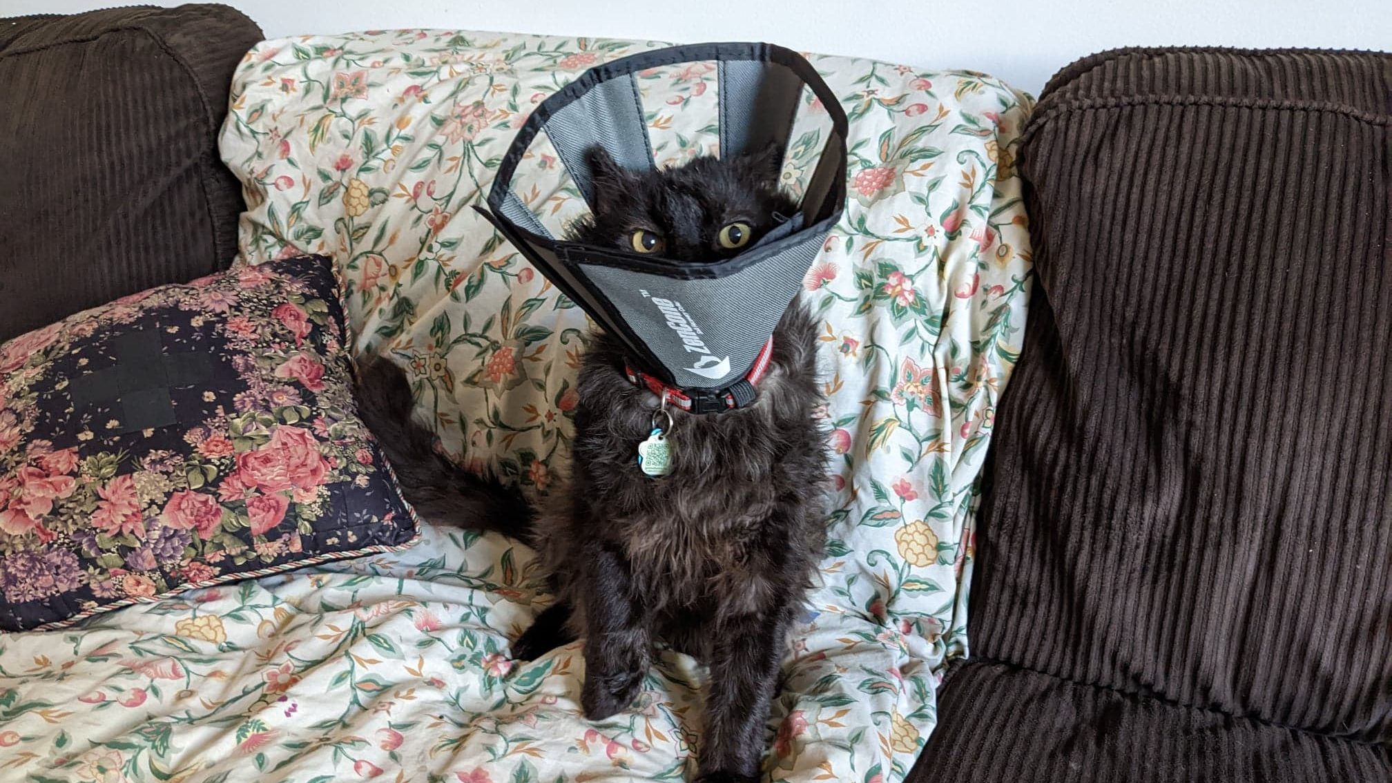 Yellowknife’s ‘Taxidermy Cat’ is home safe and as scraggly as ever
