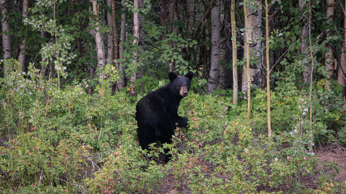 Live trap set after Tin Can Hill bear report
