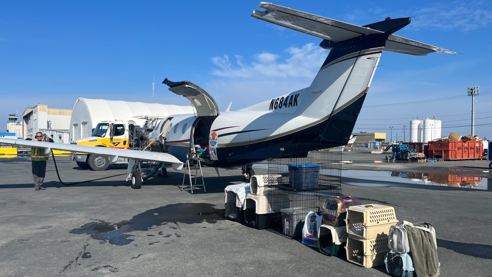 Lois Lane’s daughter rescues Yellowknife pets in vodka-assisted flight