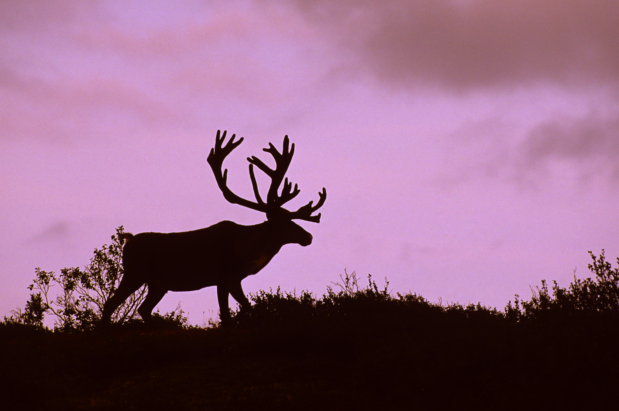 Akaitcho First Nations call for pause on caribou hunting