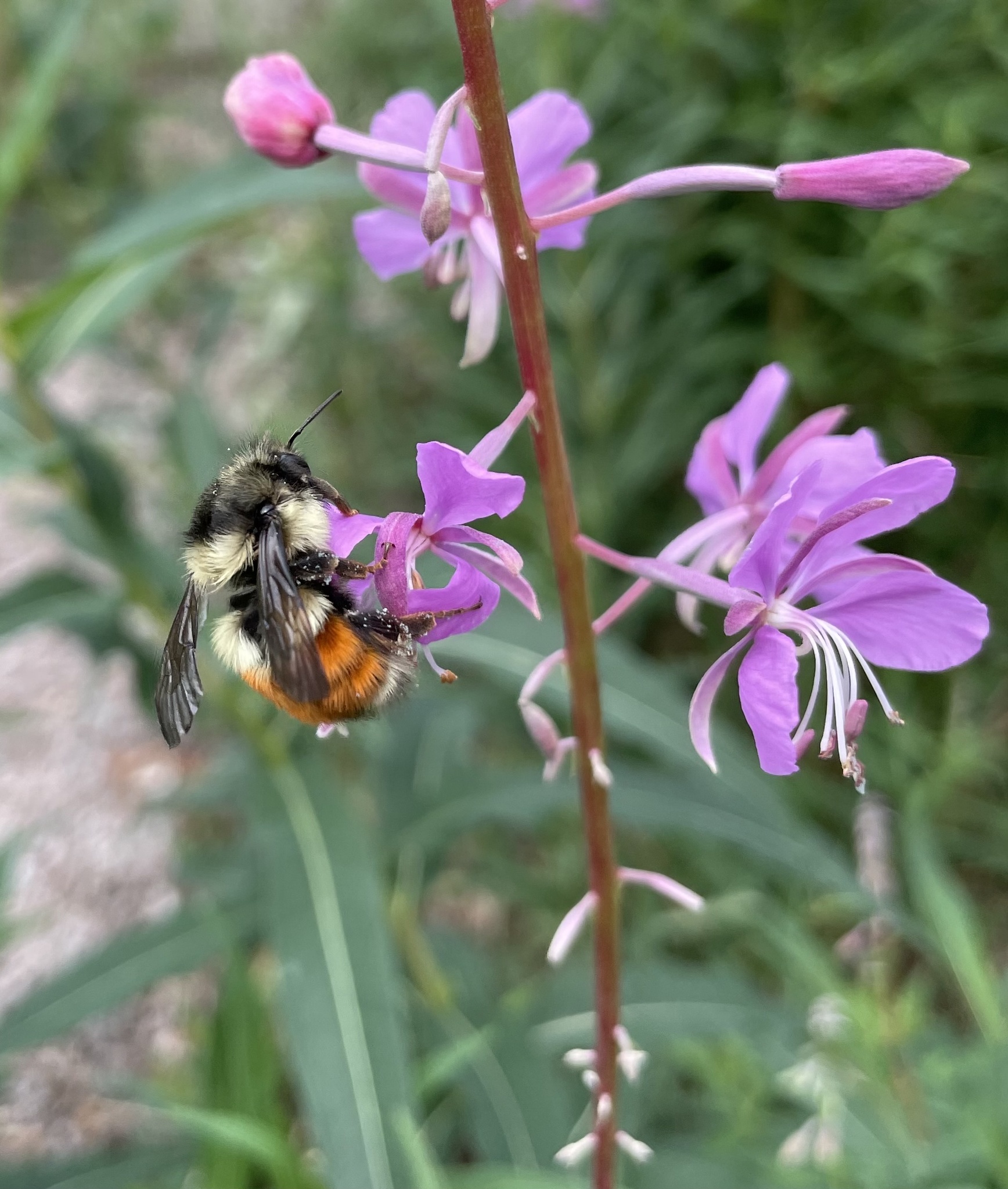 Pollinator Steward Training Workshop | Cabin Radio