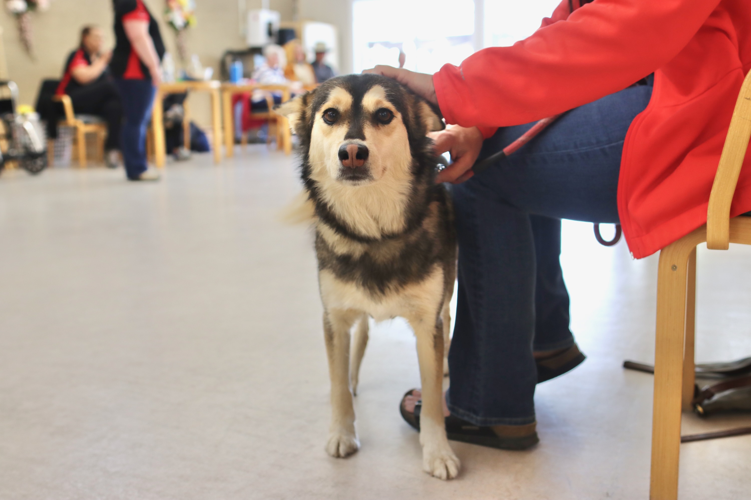 Meet the candidates aspiring to become Yellowknife’s therapy dogs