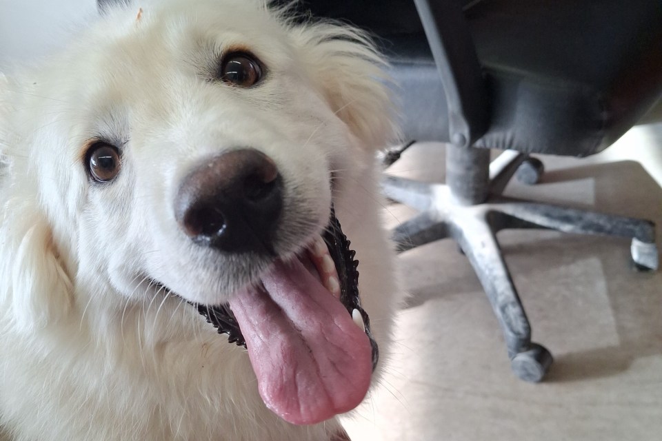 Inuvik dog adoption program records first happy customer