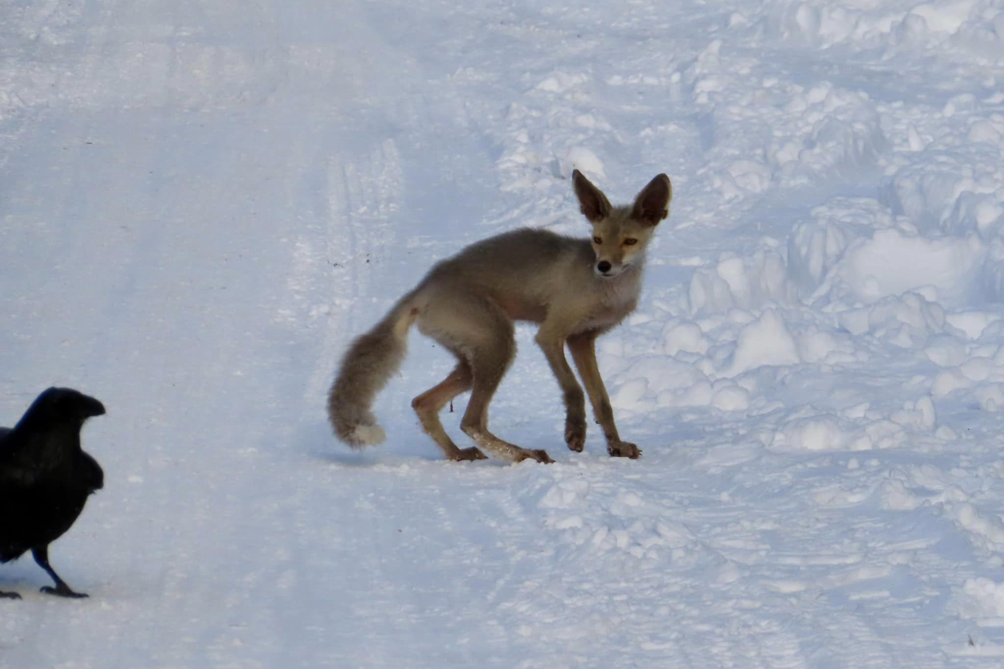 Do not feed Yellowknife’s sick-looking fox, GNWT says