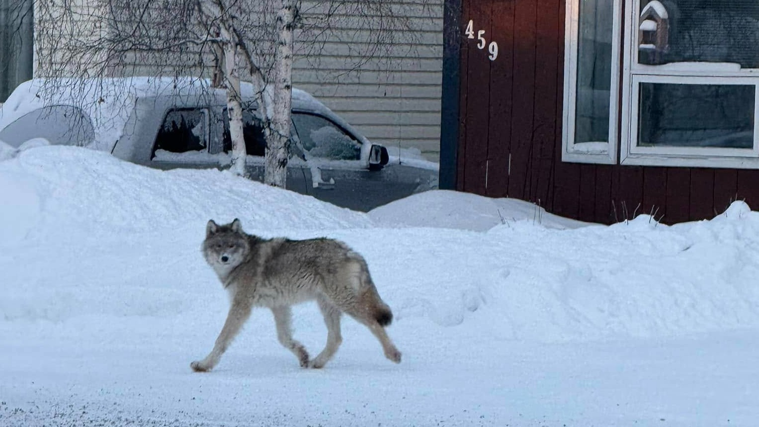 NWT department warns of wolf sightings in Yellowknife