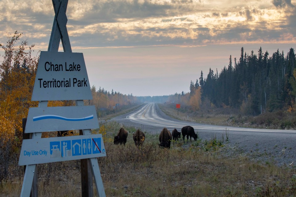 NWT opens 2025-26 applications for Mackenzie bison tags