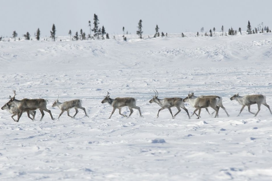 Using AI to protect caribou migration in a changing Arctic