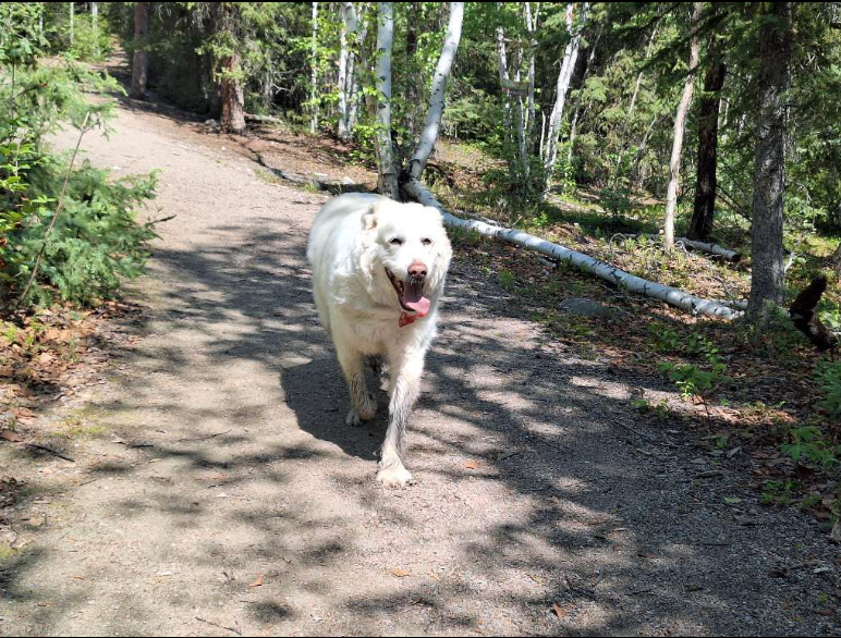 Finnie found: Happy ending in search for lost YK dog