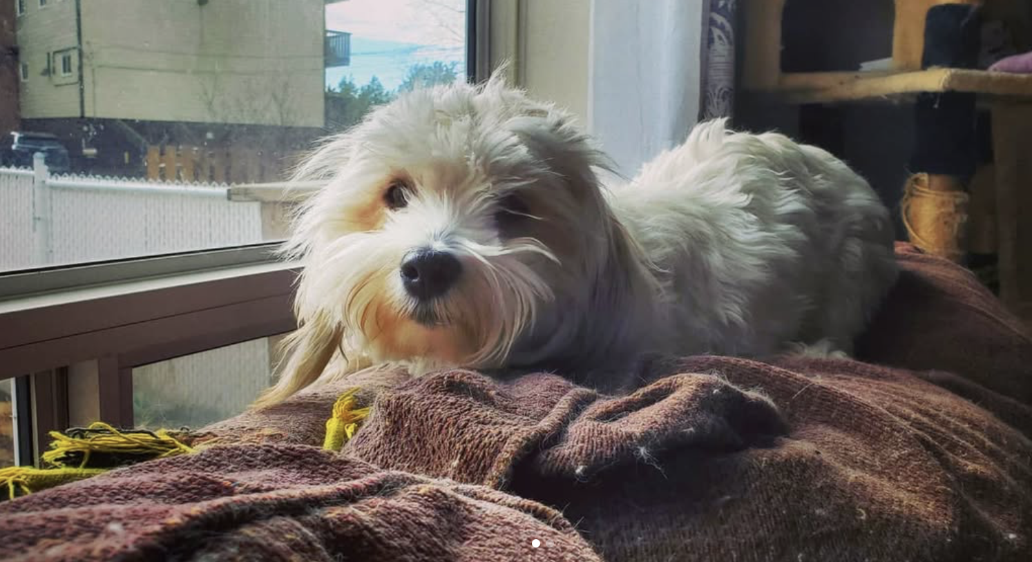 Otis the dog missing for more than a month in Yellowknife