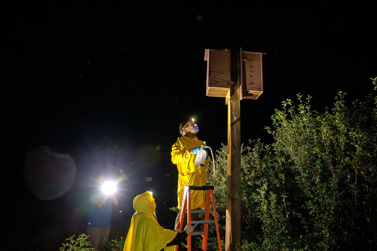 These biologists are working against the clock to save the NWT’s bats