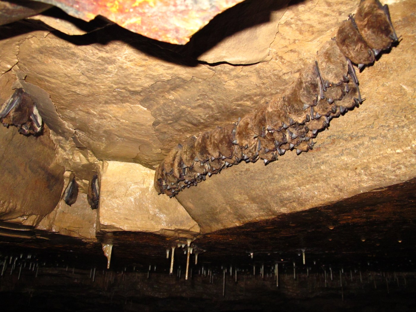 These biologists are working against the clock to save the NWT’s bats