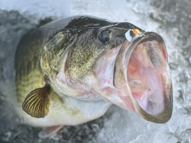 Cover of GNWT’s fishing guide features fish you can’t catch here